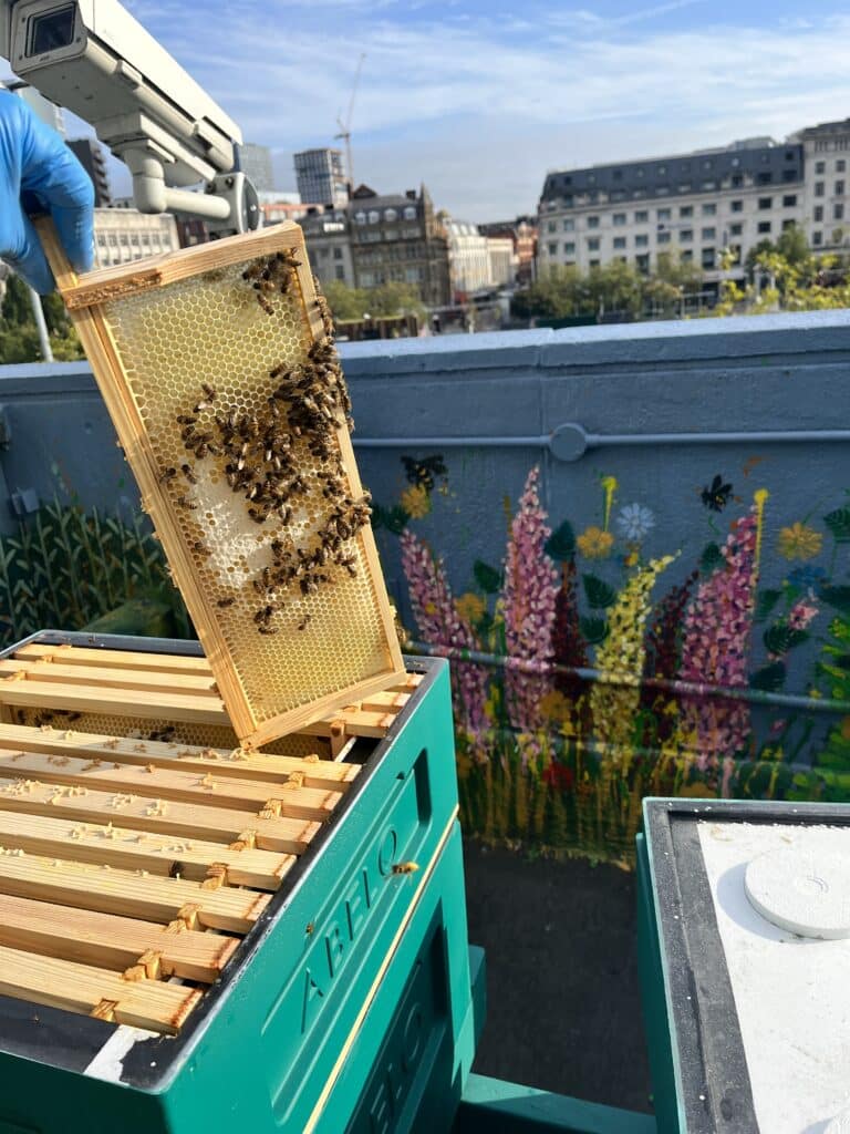 City Tower Unveils Aviary To Support Bee Pollination