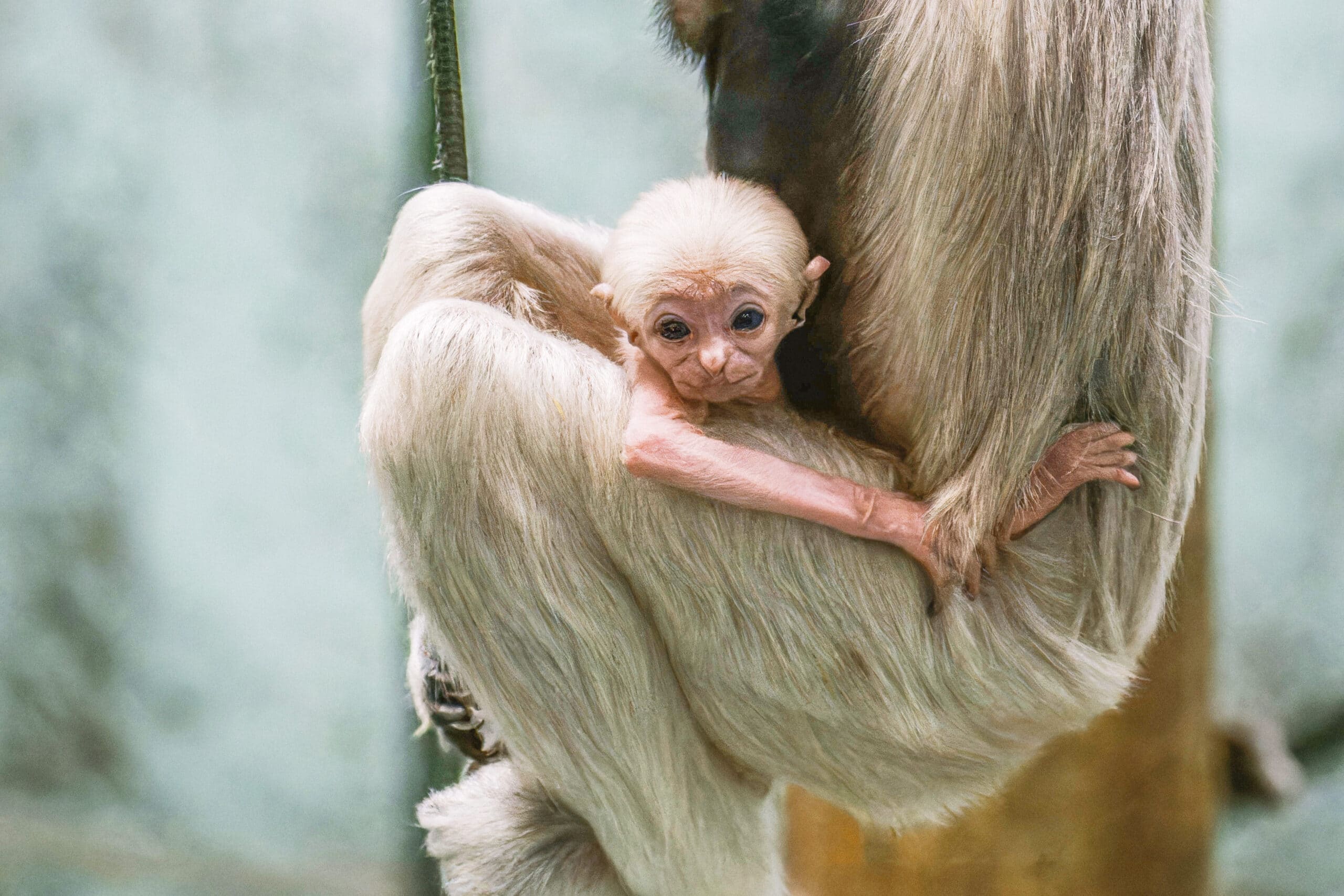 New Baby Gibbon Arrives At Twycross Zoo | Business Manchester
